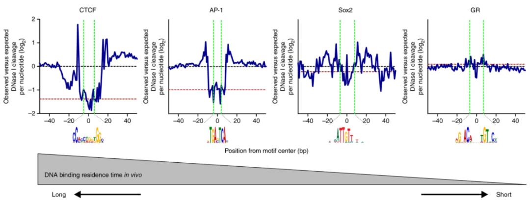 scATAC-seq建库原理，质控方法和新R包Signac的使用-CSDN博客