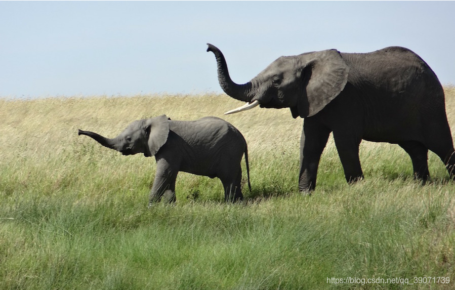 【卷积神经网络可视化】之热度图可视化_visualizing heatmaps of class activation in an ima-CSDN博客