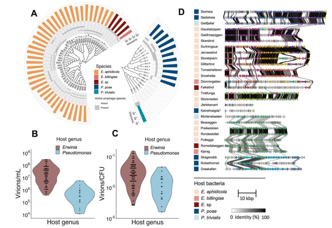 ISME | 哥本哈根大学Hansen组揭示小麦叶际细菌中存在大量活性和功能未知的原噬菌体...-CSDN博客