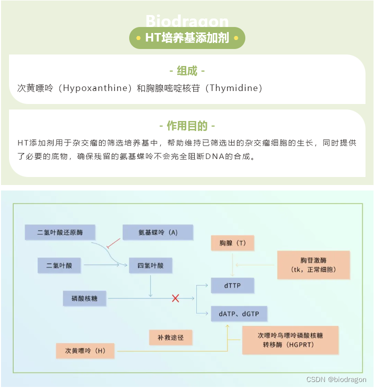 博奥龙HT/HAT选择性培养基，您的信任之选_ht培养基博奥龙-CSDN博客