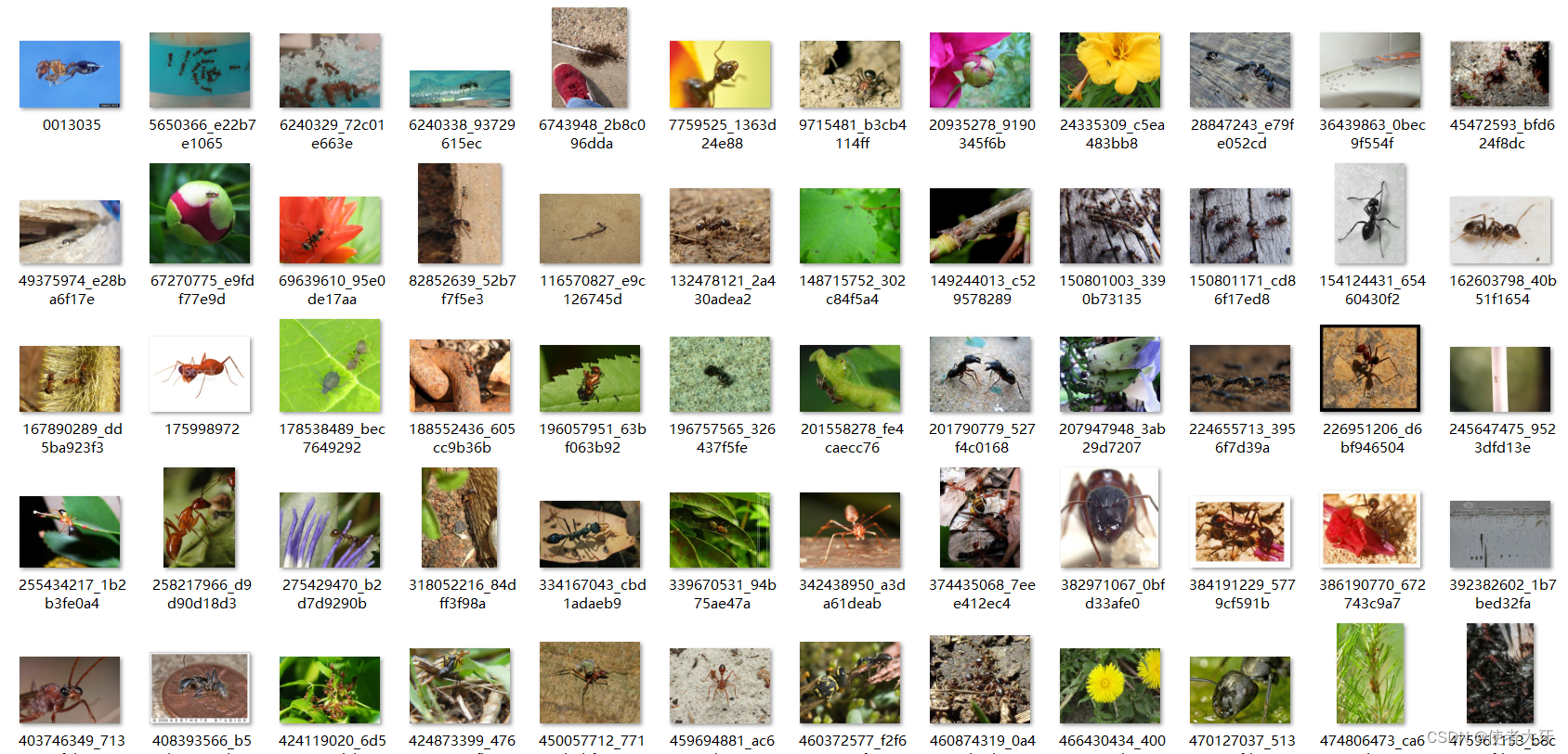 【PyTorch实战演练】基于AlexNet的预训练模型介绍_alexnet预训练模型-CSDN博客