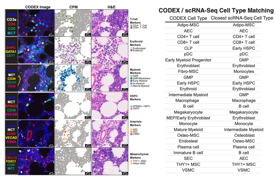Cell：如何升华你的单细胞数据——PhenoCycler-Fusion空间单细胞蛋白组学（简称PCF,原CODEX）联合scRNA-seq解析骨髓微环境_pcf空间单细胞蛋白组技术-CSDN博客