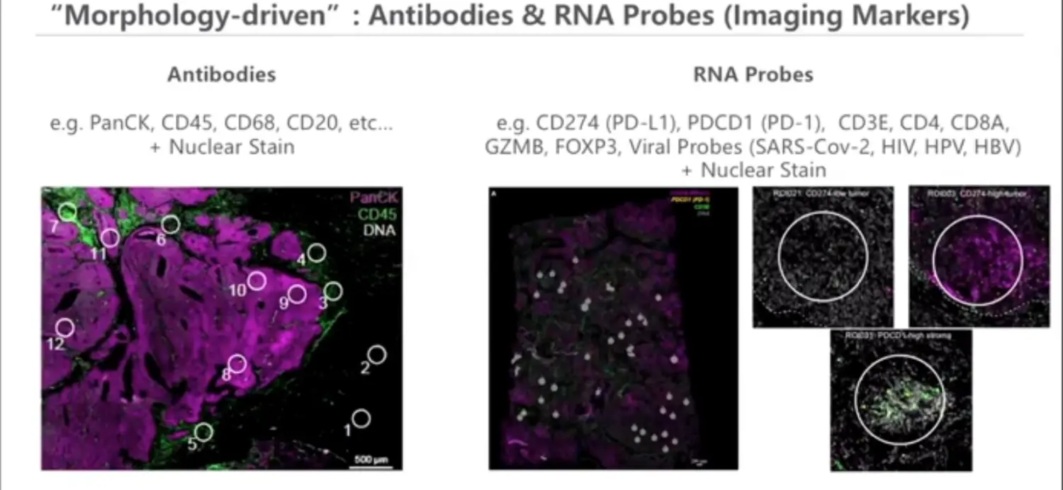 空间转录组检测靶点定量技术----Digital Spatial Profiler（DSP）_dsp空间转录组-CSDN博客