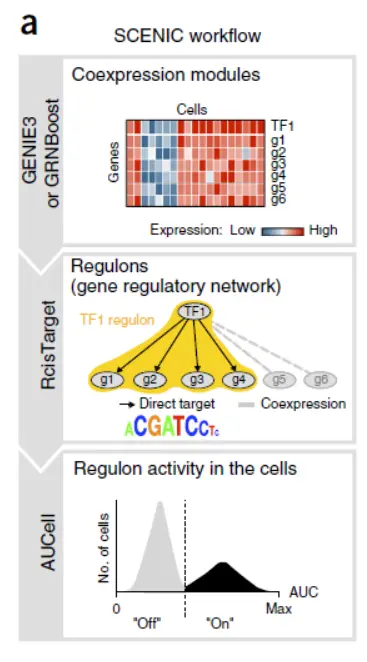 10X单细胞数据分析转录因子的前世今生---scenic_scenic分析-CSDN博客