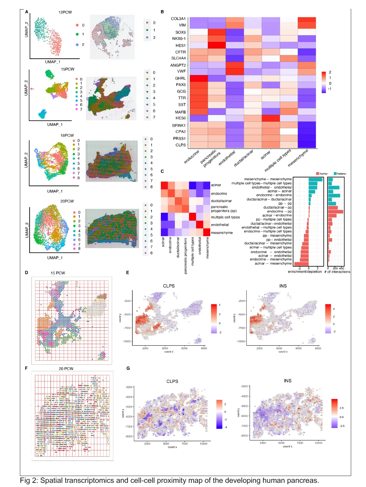 10X单细胞空间揭示developing human pancreas_single-cell transcriptomic and spatial landscapes -CSDN博客