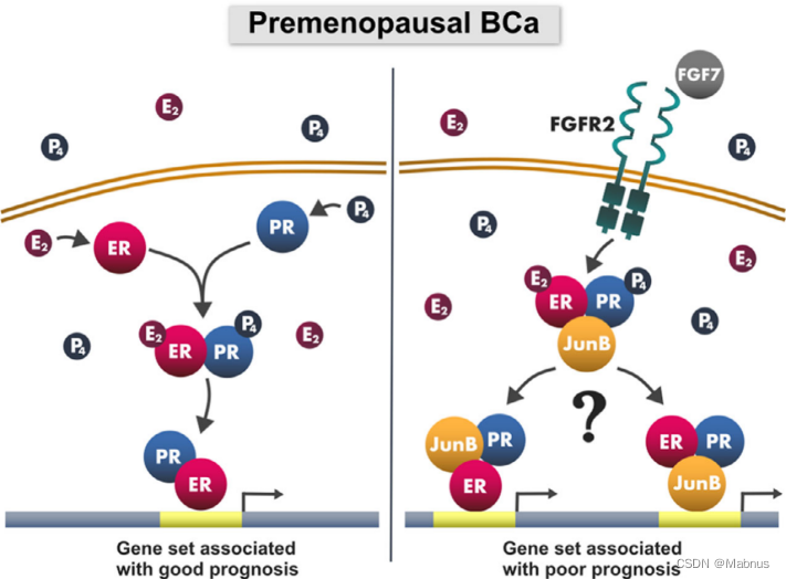 FGF7：药物耐受调控_fgf-7细胞受体-CSDN博客