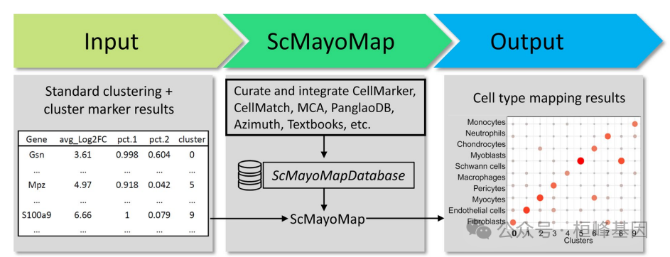 SCS【40】单细胞转录组之便捷式细胞类型注释（scMayoMap）-CSDN博客