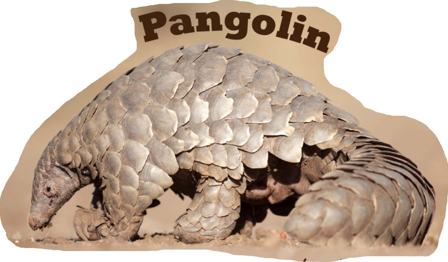 windows运行Pangolin应用填坑心得——如何在window应用轻量级opengl软件Pangolin库显示3D界面及窗口_pangolin库c++ windows-CSDN博客