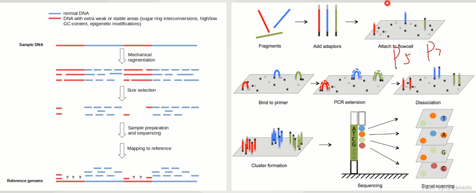 illumina测序原理-CSDN博客