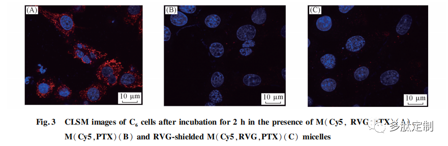 嗜神经病毒衍生肽 RVG29 介导的靶向纳米载药胶束的合成及抗肿瘤活性_rvg29靶向-CSDN博客