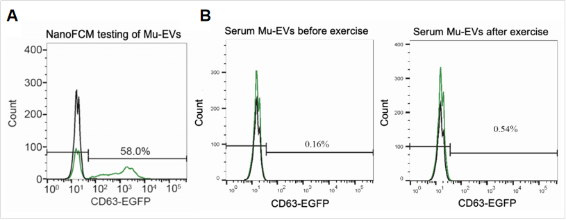 Cell Metabolism（IF=29）：四川大学团队发现细胞外囊泡在肌肉与骨串扰中的重要作用_mu-ev通过促进糖酵解促进骨髓间充质干细胞成骨分化-CSDN博客
