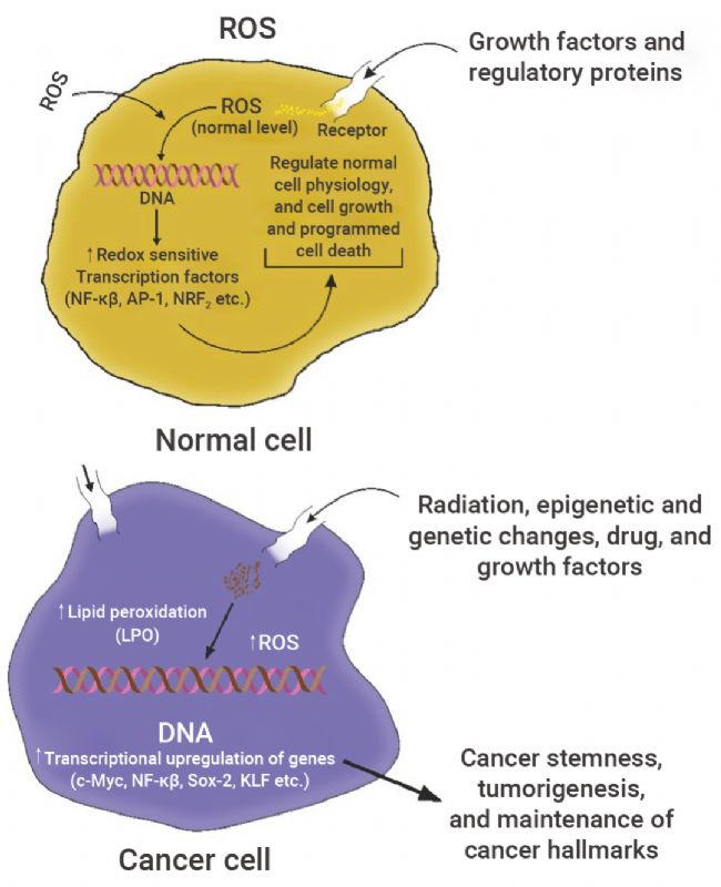 干货分享 | 活性氧 ROS 检测攻略大全！| MedChemExpress (MCE)_污泥中ros测定-CSDN博客