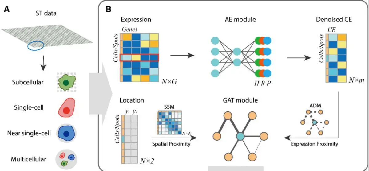 空间转录组分析之细胞Niche（python）版本_空间转录组系列分析(cell2location + 细胞聚类 + 空间通讯-CSDN博客