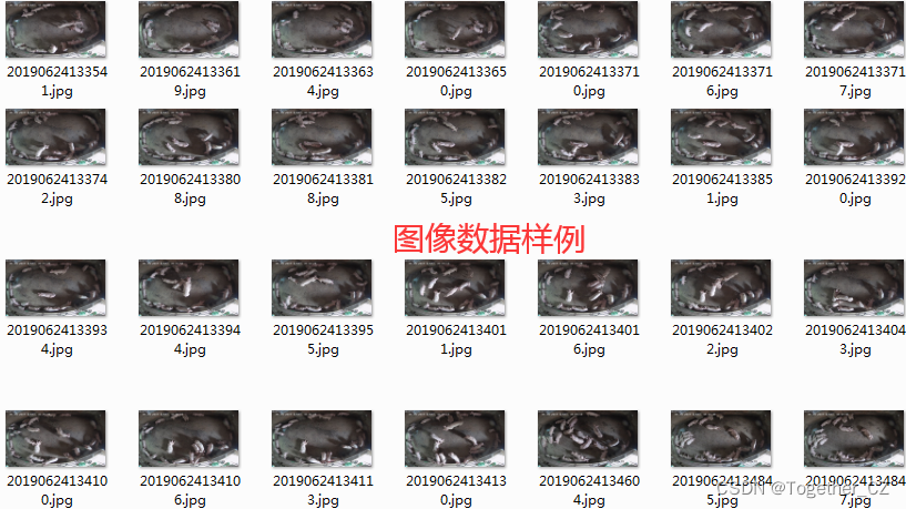 Python基于yolov4实现生猪检测及状态识别生猪图像数据集 Csdn博客