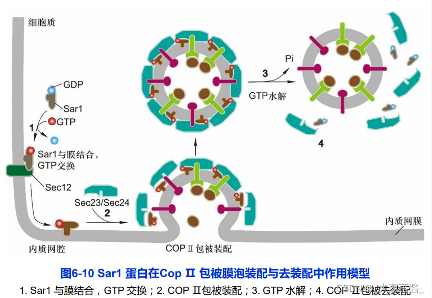 细胞生物学-6-蛋白质分选与膜泡运输_srp细胞生物学-CSDN博客