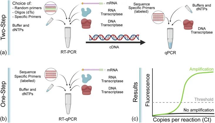 一文读懂：PCR，qPCR，Real-time PCR，RT-PCR和RT-qPCR-CSDN博客