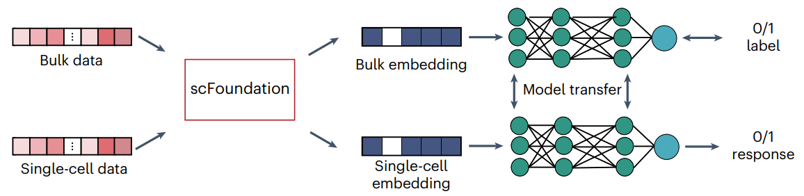 nature methods | 单细胞转录组学的大基础模型scFoundation（宋乐/张学工/马剑竹）_large-scale foundation model on single ...