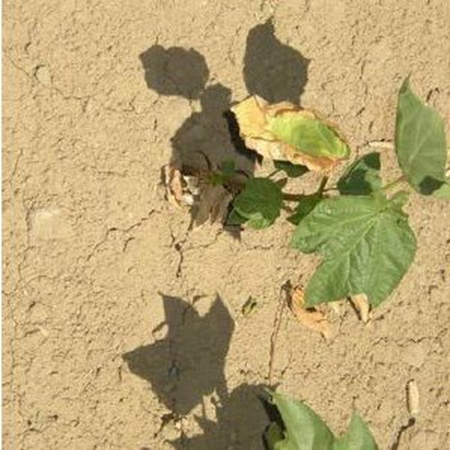 基于python-CNN深度学习对棉花叶病识别-含数据集+pyqt界面_基于cnn模型的棉花病害叶训练过程测试过程-CSDN博客