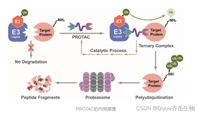 CAS：91793-38-3，PEG5-ethyl acetate，五聚乙二醇-乙酸酯，PROTAC linker_protac linker和ez-link-CSDN博客