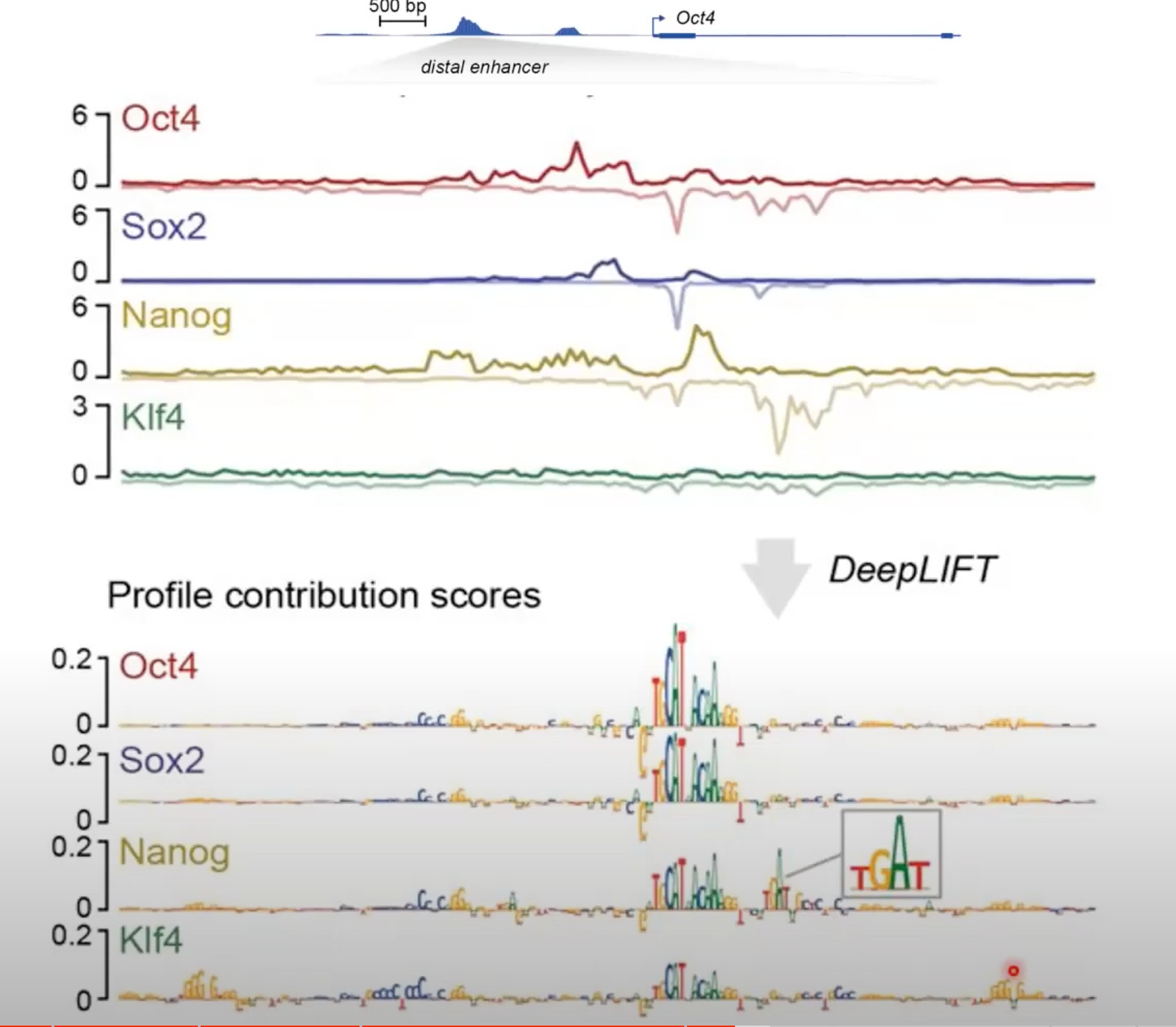 【Regulatory Genomics】Part2 BPNet、DeepLIFT-CSDN博客