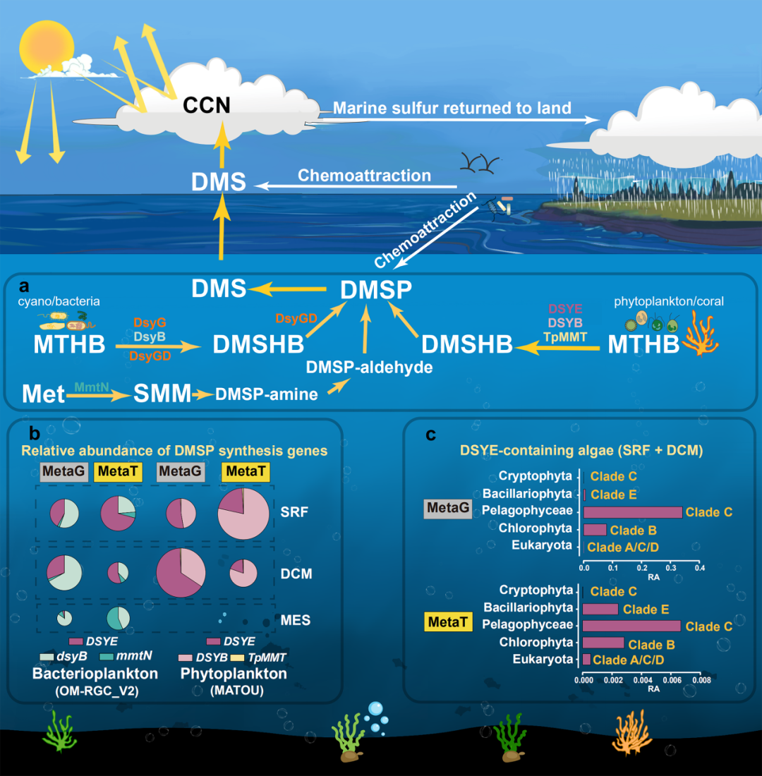 Nature Microbiology | 中国海洋大学张晓华团队发现新型DMSP合成酶-CSDN博客