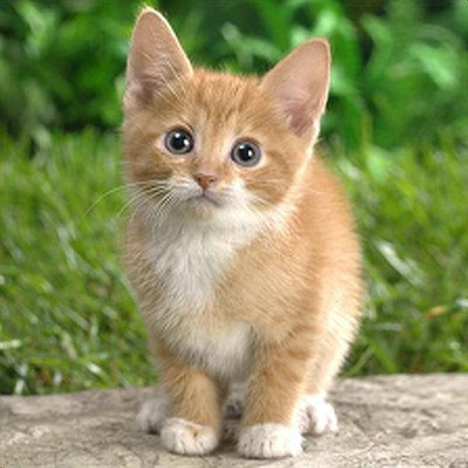 将模型从PYTORCH导出到ONNX并使用ONNX RUNTIME运行_把模型转成onnx格式 需要python onnxruntime 版本1.17.1-CSDN博客