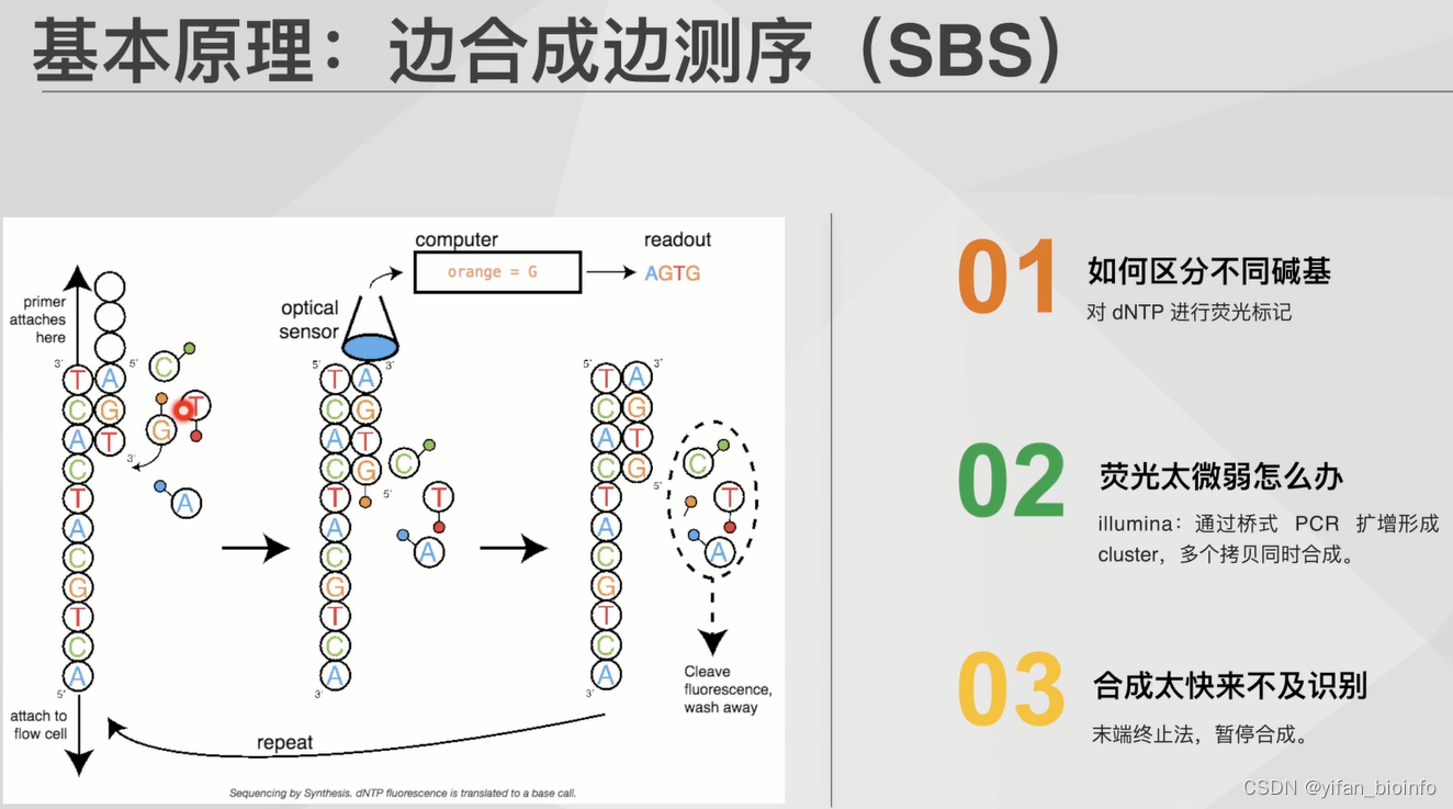 illumina测序原理-CSDN博客
