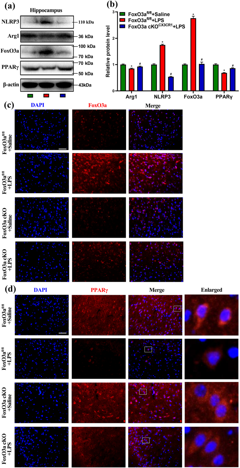 项目文章 | 一套转录因子ChIP-seq数据，2篇一区SCI？快来瞅瞅_foxo3与铁死亡-CSDN博客