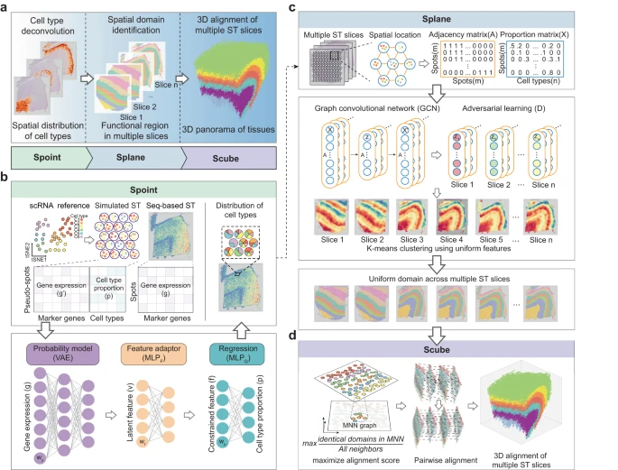 文献阅读：SPACEL：基于深度学习的空间转录组结构表征_深度学习和空间转录组-CSDN博客