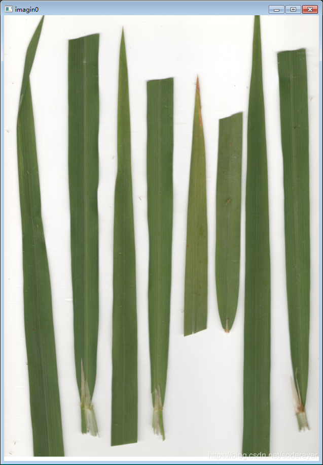 使用pythonopencvk Means根据扫描图片计算叶片面积使用opencv实现绿化植被面积 Csdn博客