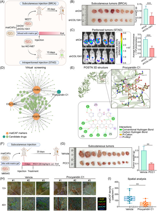肿瘤相关成纤维细胞分型及单细胞深入研究（文献）_pancaf-CSDN博客