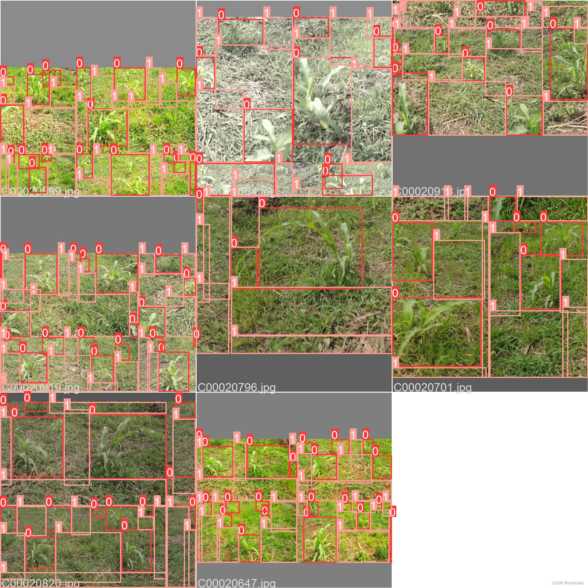 【改进YOLOv8】杂草识别系统：融合YOLO-MS的MS-Block改进YOLOv8_基于yolov8的中草药智能识别系统开发与实现 近三年年参考文献-CSDN博客
