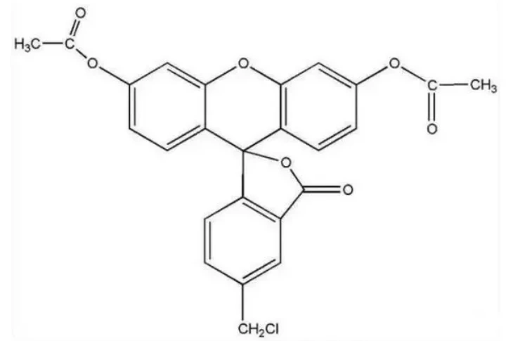 CellTracker Green CMFDA，广泛应用于细胞追踪和标记实验中_celltracker green可以做增殖实验嘛-CSDN博客