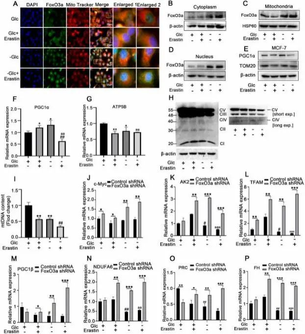 项目文章 | 一套转录因子ChIP-seq数据，2篇一区SCI？快来瞅瞅_foxo3与铁死亡-CSDN博客