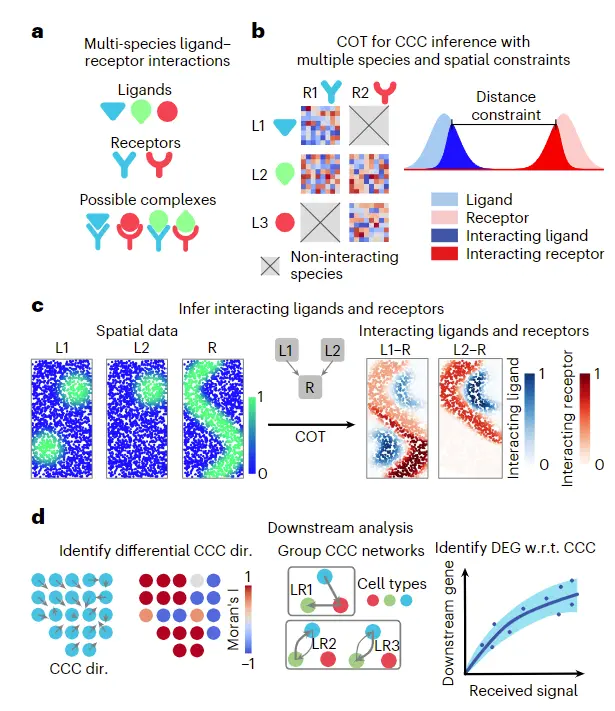 课前准备---空间通讯信号流COMMOT（封装版）_python中进行commot通讯分析-CSDN博客