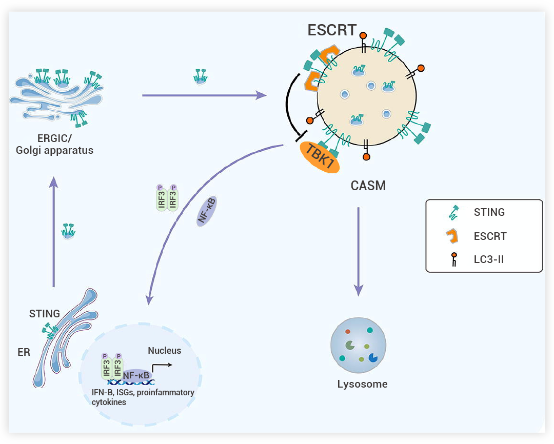 文献速递 | 大家都用 MCE 产品做了啥? (免疫及炎症领域) - MedChemExpress-CSDN博客