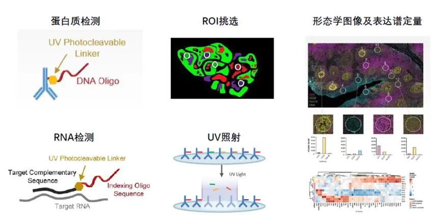 空间转录组检测靶点定量技术----Digital Spatial Profiler（DSP）_dsp空间转录组-CSDN博客