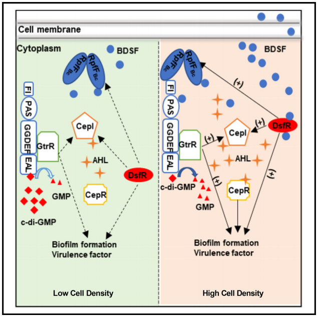 项目文章 | Cell Reports&ChIP-seq和RNA-seq联合鉴定伯克霍尔德氏菌毒性的重要调节因子_chip-seq与rna-seq结合-CSDN博客