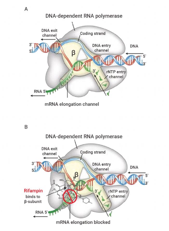 干货分享 | 抗生素你了解多少？样品的爱好你真的清楚吗？ | MedChemExpress (MCE)_antibiotic amphotericin b-CSDN博客