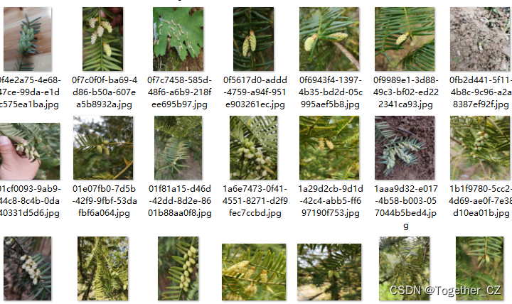 助力数字农林业发展服务香榧智慧种植，基于YOLOv7【tiny/l/x】参数系列模型开发构建香榧种植场景下香榧果实检测识别系统_香榧 ai 结合-CSDN博客