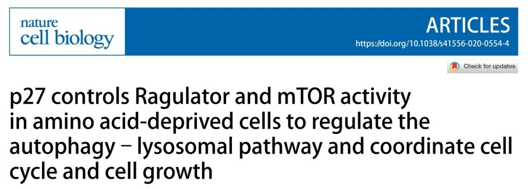 自噬与细胞周期调控：p27的新角色-CSDN博客