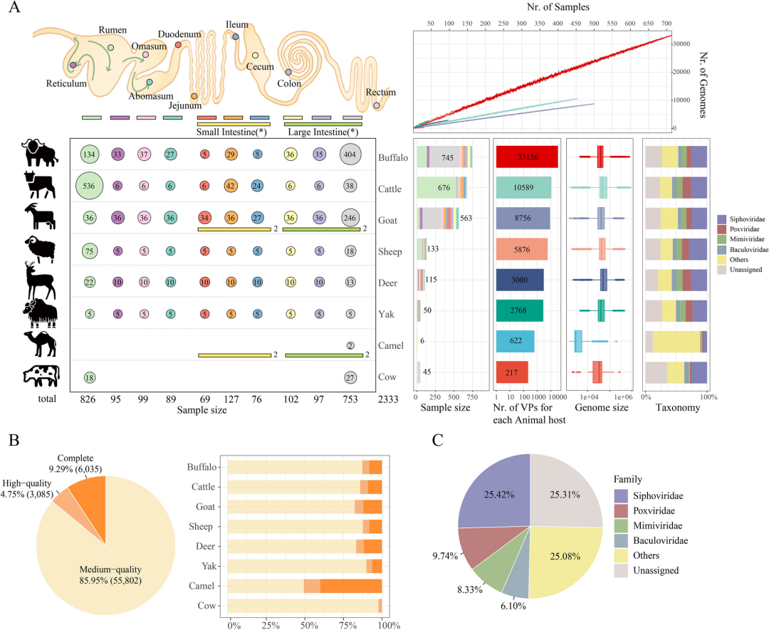 Microbiome | 华中科大陈卫华等构建URPC助力反刍动物胃肠道噬菌体综合研究-CSDN博客