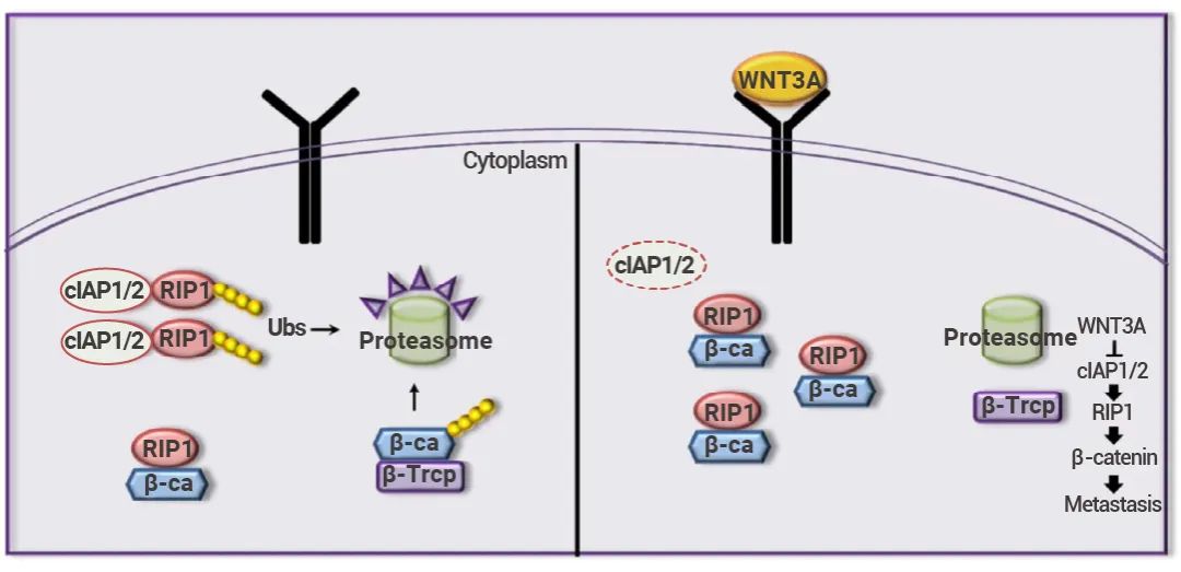 Wnt/β-catenin通路的激活途径在肿瘤研究的应用 - MedChemExpress_emt激活-CSDN博客