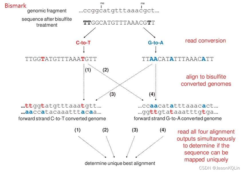 bismark和bsmap比对原理-CSDN博客