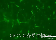 FITC-LPS (异硫氰酸荧光素标记脂多糖) Rhodamine/Cy3/Cy3.5/Cy5标记脂多糖_异硫氰酸荧光素 (fitc)标记壳聚糖纳米纤丝-CSDN博客