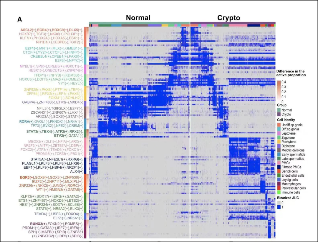 复现Cell图表：pyscenic分析之转录因子二项值热图_python scenic结果解读-CSDN博客