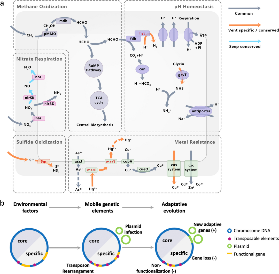 Microbiome | 海洋所在深海偏顶蛤甲烷氧化共生菌环境适应性进化研究获新进展-CSDN博客