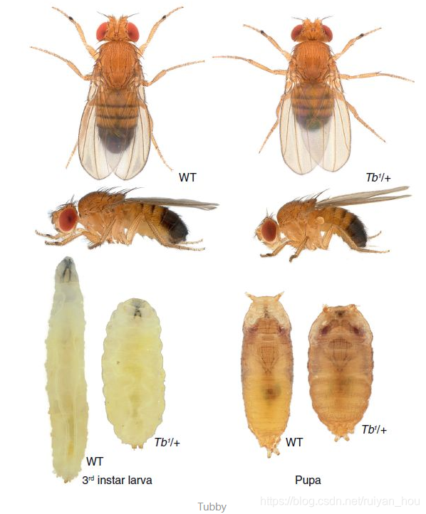 使用UAS-GAL4系统在果蝇中敲低某一基因的表达_gal4-uas-CSDN博客