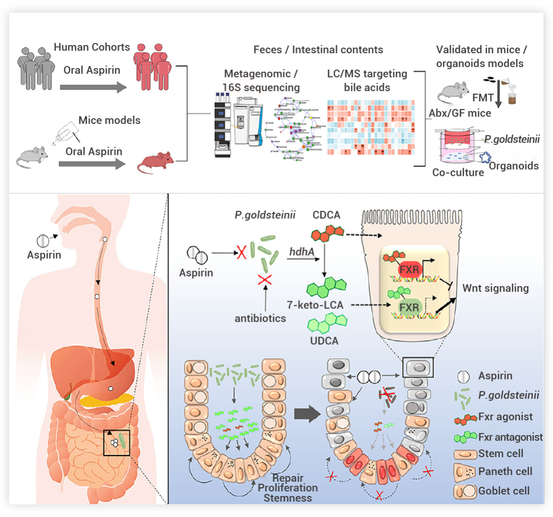 文献速递 | 大家都用 MCE 产品做了啥? (免疫及炎症领域) - MedChemExpress_引用mce-CSDN博客