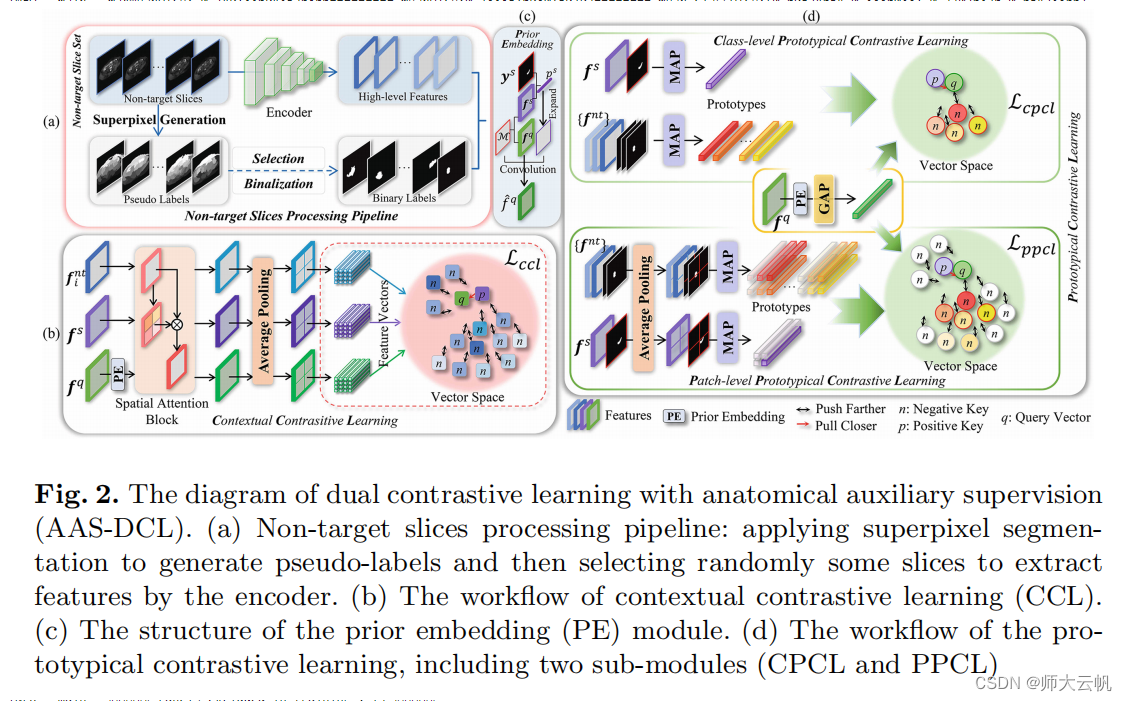contrastive learning medical image segmentation_dual contrastive learning with anatomical ...